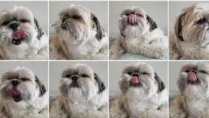 Common Shih Tzu Eye Problems: Identification and Care Tips