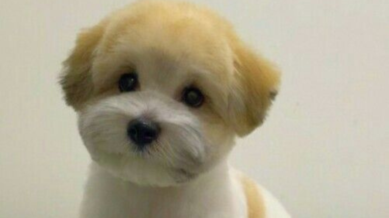 How to Choose the Right Shih Tzu Puppy for Your Family