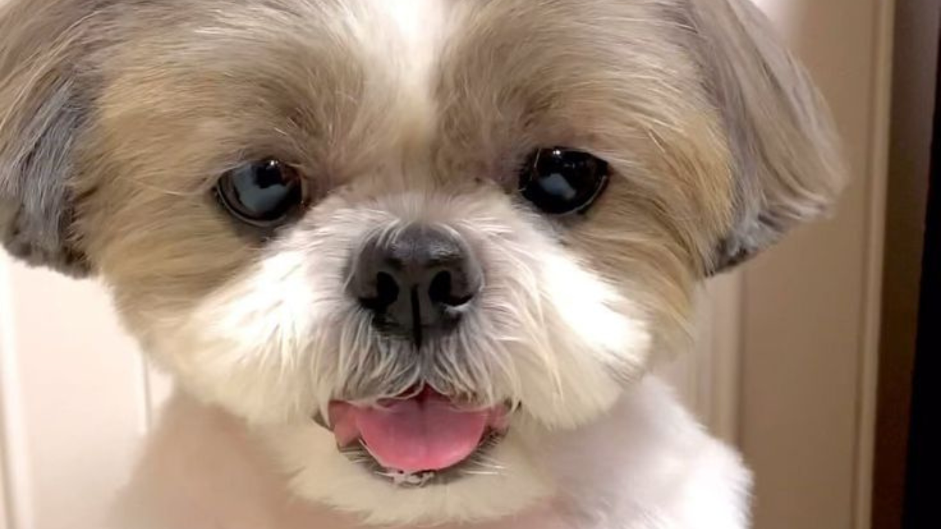 Top 5 Health Concerns Every Shih Tzu Owner Should Know About