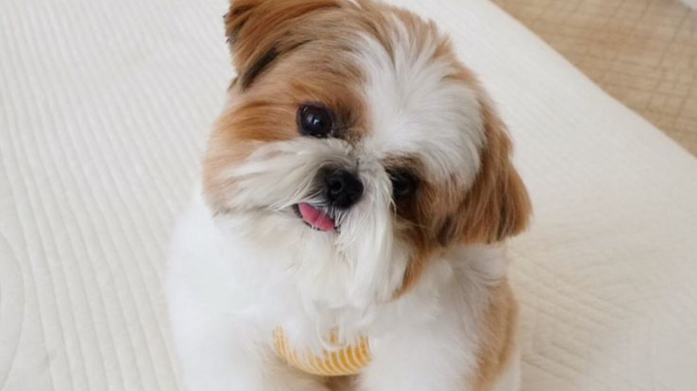 10 Tips for Maintaining a Shih Tzu’s Fluffy Coat