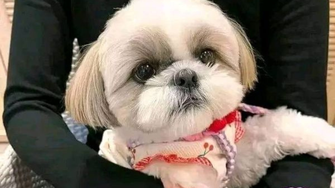 Understanding Your Shih Tzu Puppy's Behavior and Development