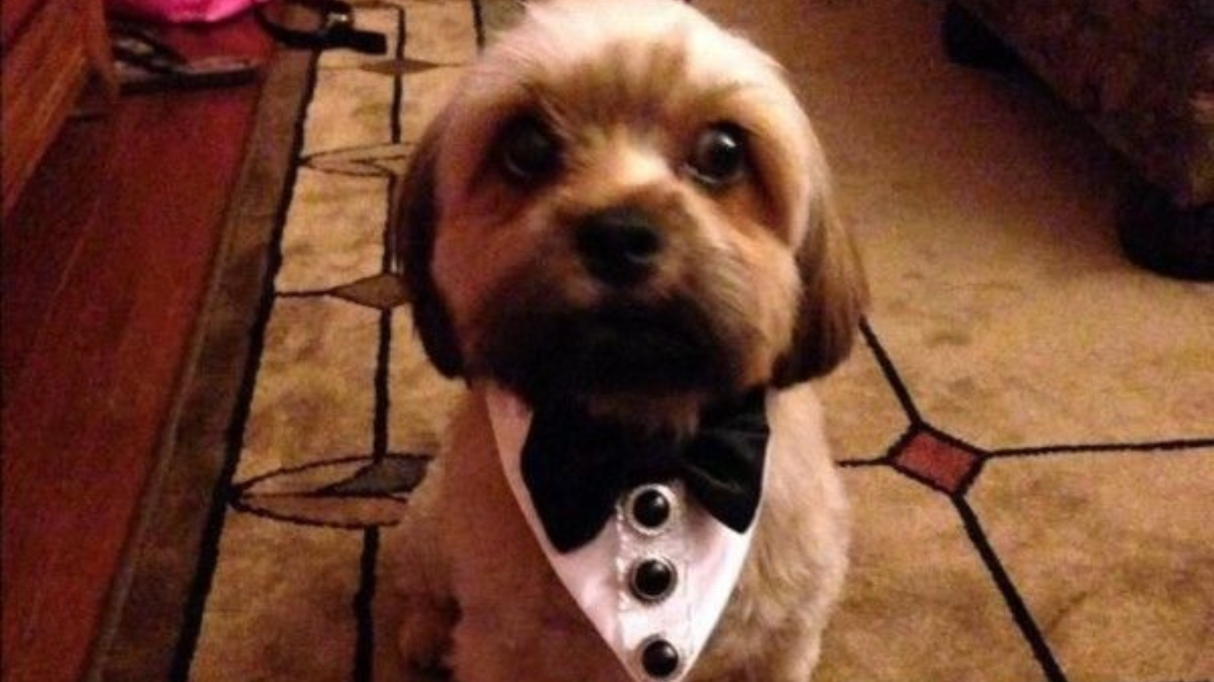 The History of Shih Tzus: From Royalty to Beloved Pet
