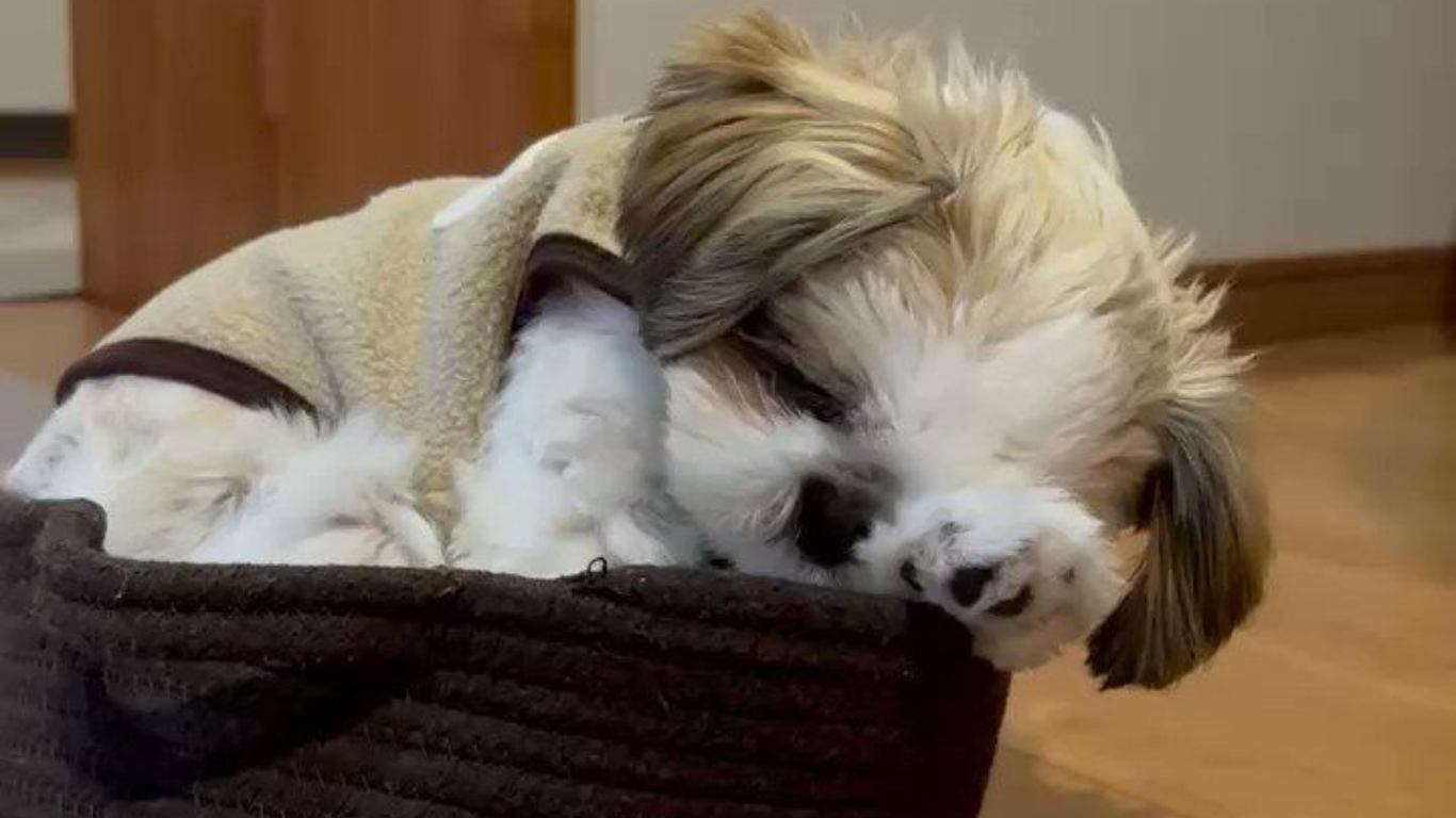 Understanding Your Shih Tzu Puppy's Behavior and Development