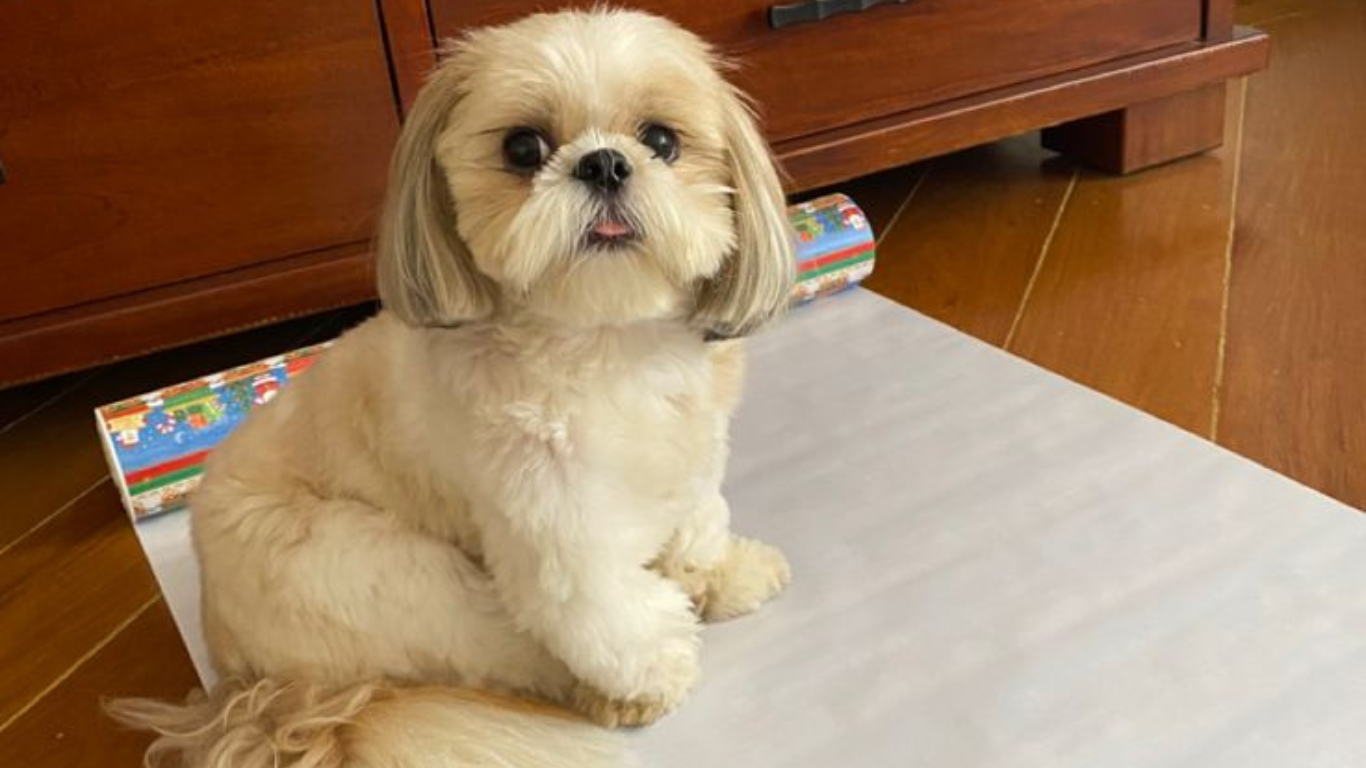 Top 5 Health Concerns Every Shih Tzu Owner Should Know About