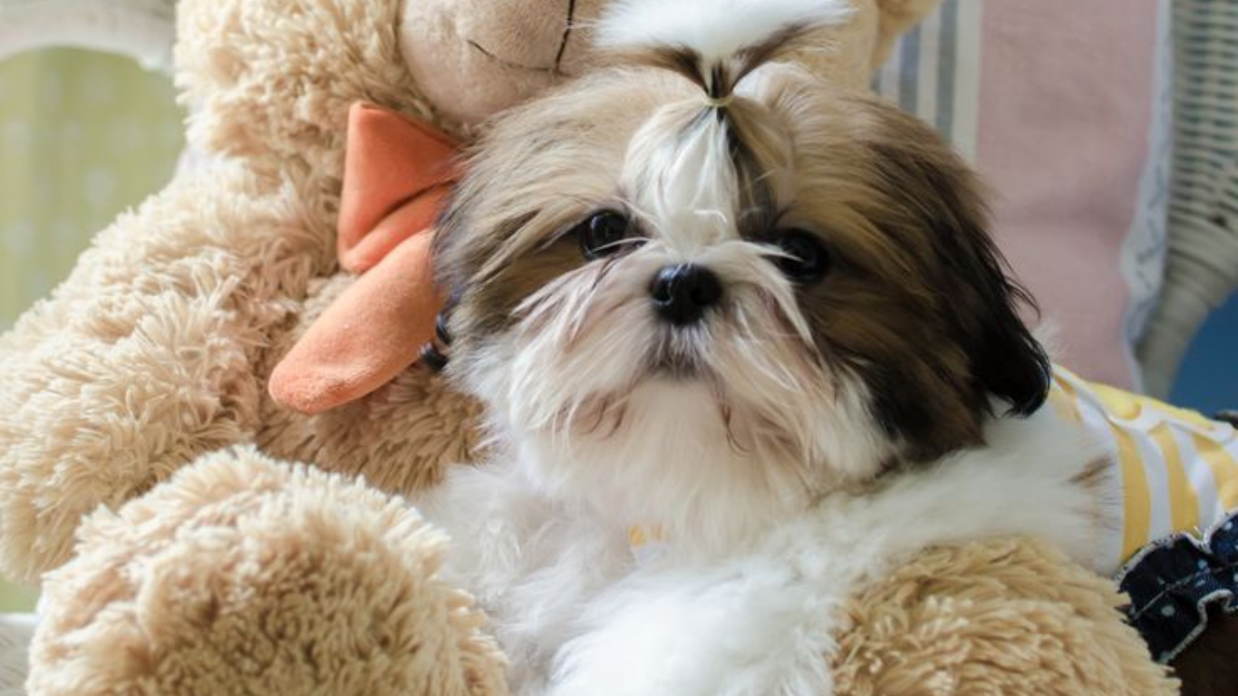 Shih Tzu Coat Colors: Exploring the Variety and Beauty