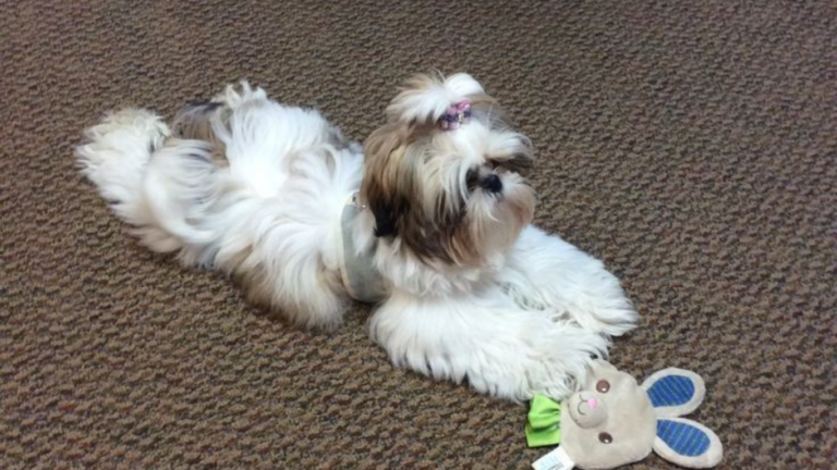 Understanding Your Shih Tzu Puppy's Behavior and Development