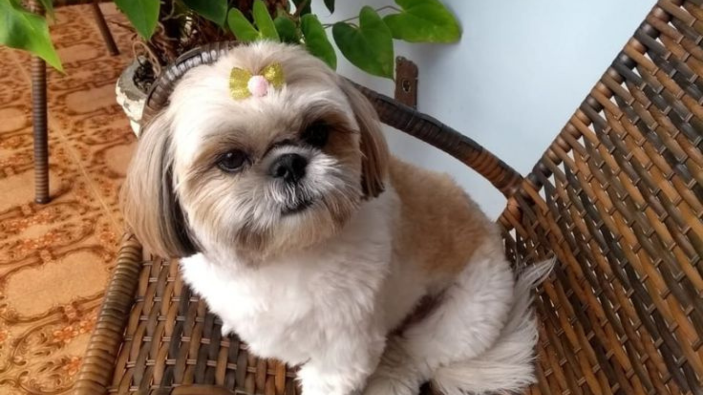 Understanding Your Shih Tzu Puppy's Behavior and Development