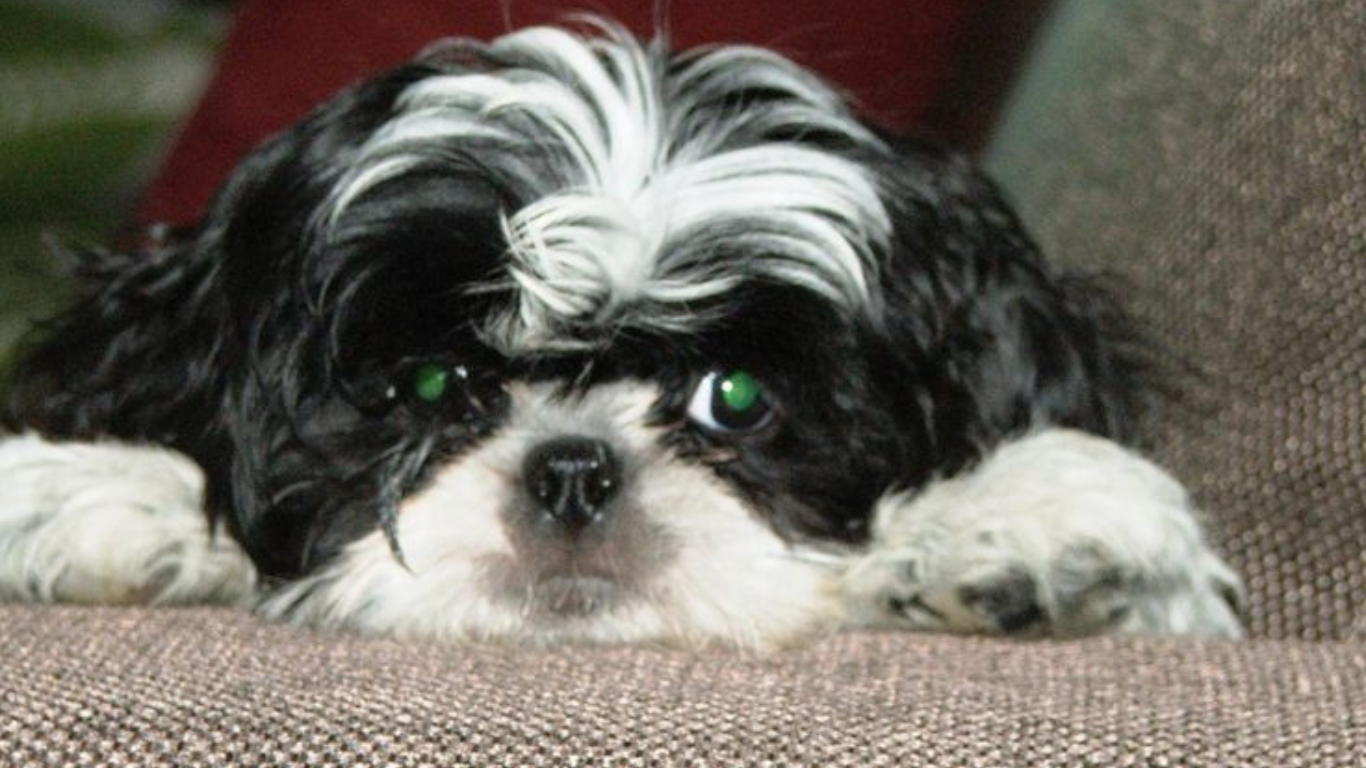 Top 5 Health Concerns Every Shih Tzu Owner Should Know About
