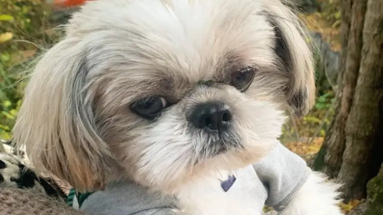 Understanding Shih Tzu Behavior: What’s Normal and What’s Not