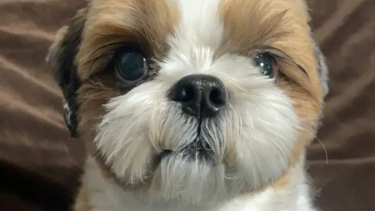 Top 5 Health Concerns Every Shih Tzu Owner Should Know About