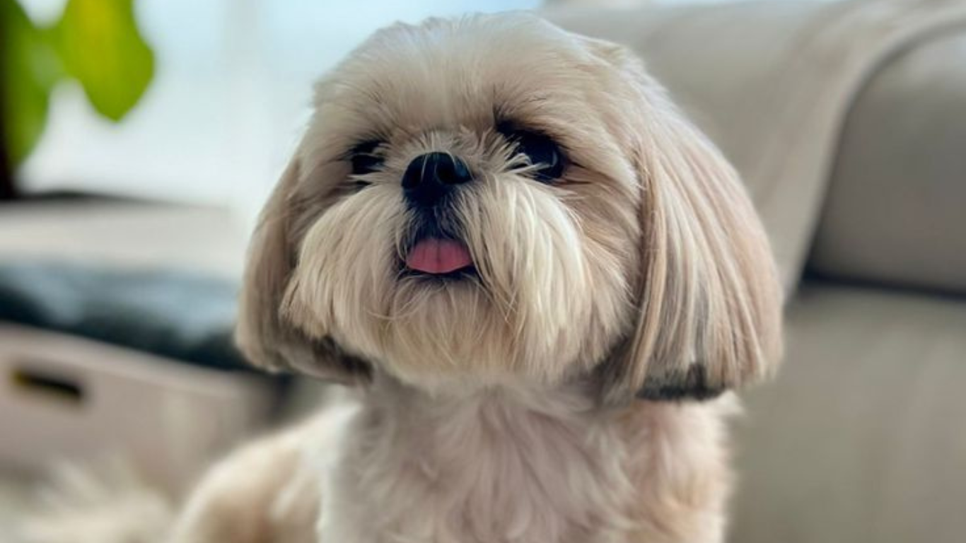 Understanding Your Shih Tzu Puppy's Behavior and Development