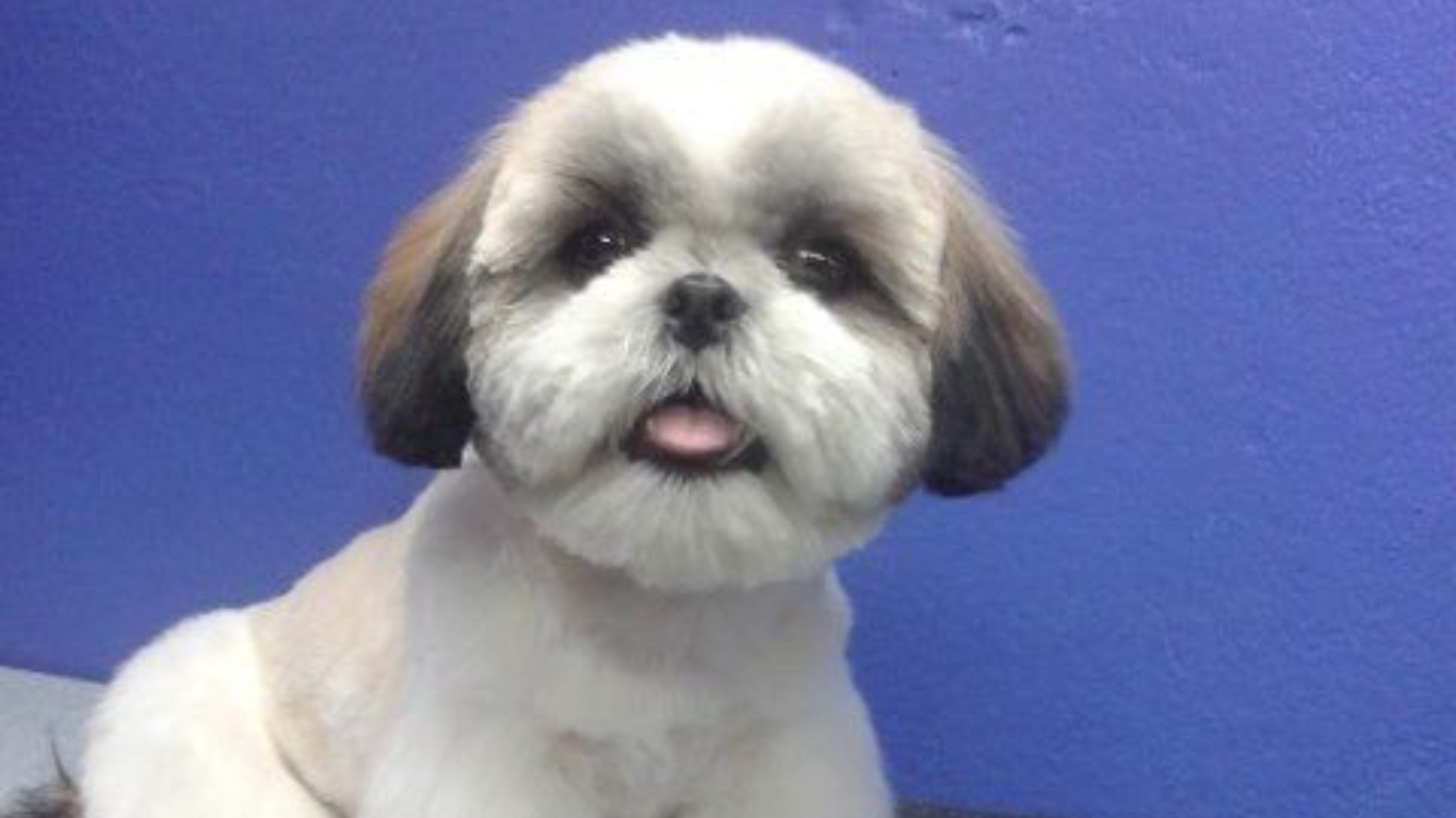 Understanding Your Shih Tzu Puppy's Behavior and Development