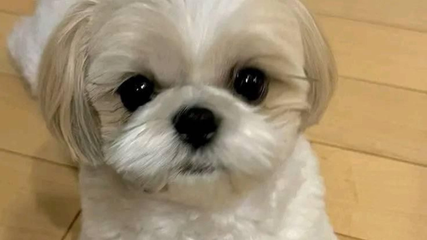 Understanding Your Shih Tzu Puppy's Behavior and Development